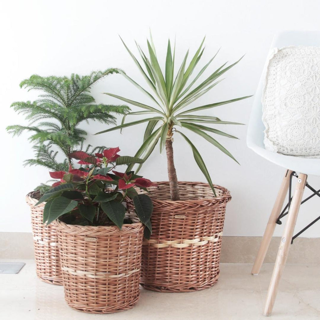 Square Hanging Wicker Planter